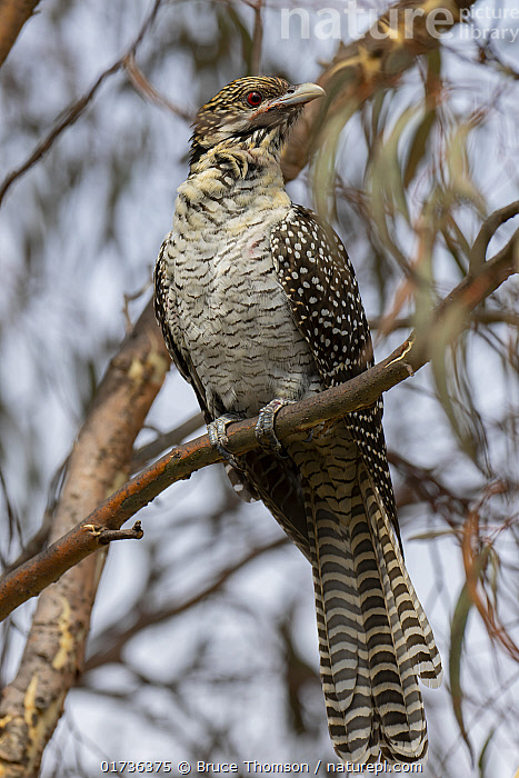 Stock photo of Eastern koel (Eudynamys orientalis) female, perched in ...