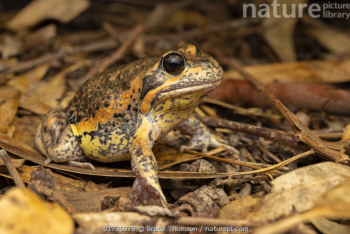 Stock photo of Eastern banjo frog (Limnodynastes dumerilii) camouflaged ...