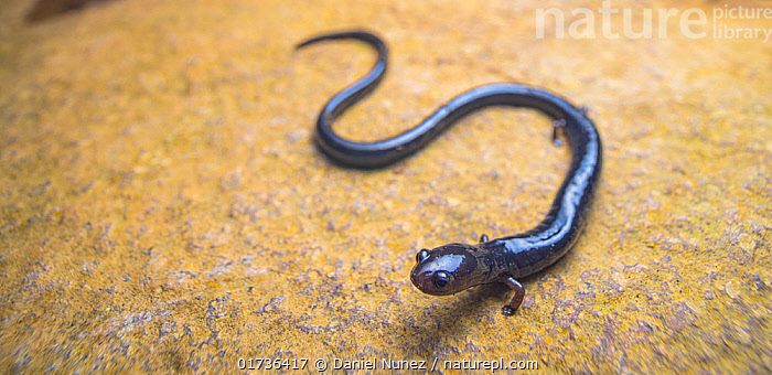 Stock photo of Chimaltenango worm salamander (Oedipina ignea) portrait ...