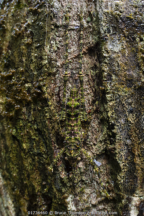 Stock photo of Giant spiny forest katydid (Phricta aberrans ...