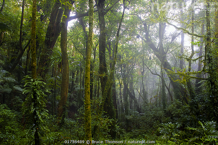 Stock photo of Mist through trees in Eastern Australian temperate ...