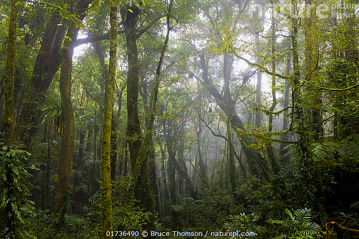 Stock photo of Mist through trees in Eastern Australian temperate ...