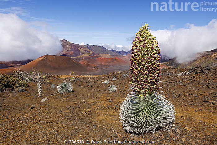 Stock photo of A rare blooming Haleakala silversword plant ...