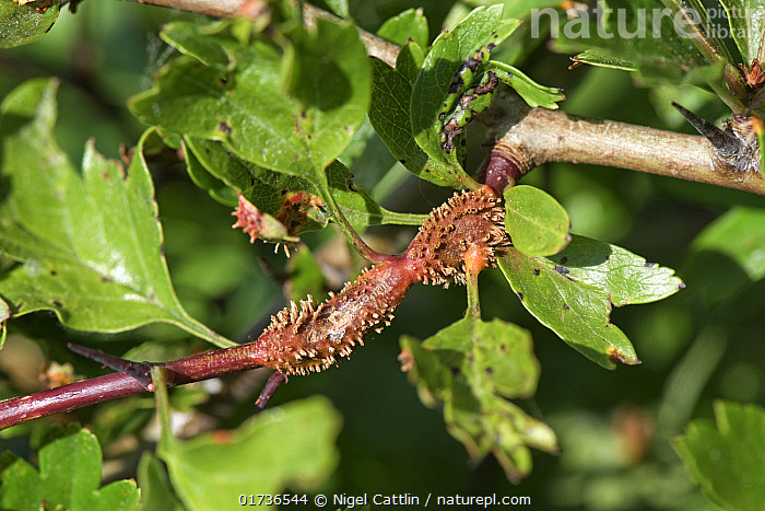 Stock photo of Hawthorn juniper rust (Gymnosporangium sp.) rust ...