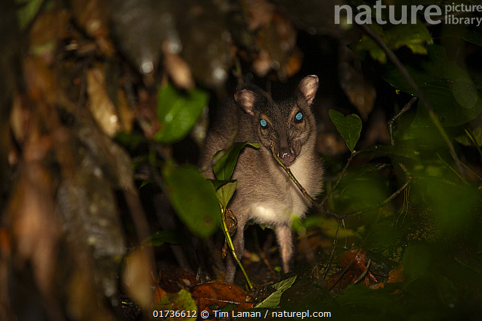 Stock photo of Blue duiker (Cephalophus monticola melanorheus) standing ...