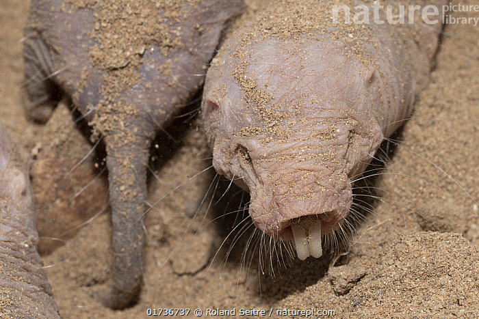 Stock photo of Naked mole-rats (Heterocephalus glaber) in sand ...