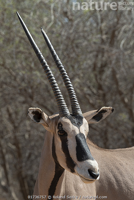 Stock photo of East African oryx (Oryx beisa) head portrait, Refuge ...