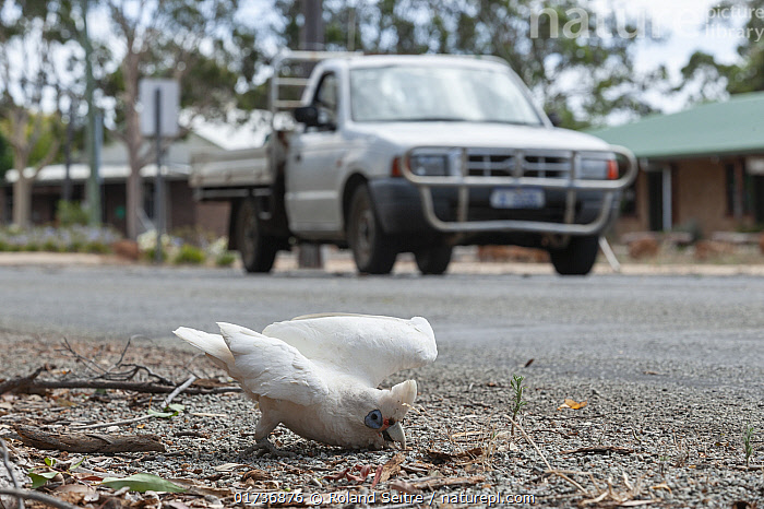 Stock photo of Western corella (Cacatua pastinator) lying at roadside ...