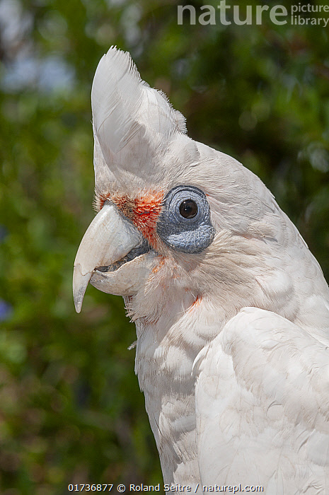 Stock photo of Western corella (Cacatua pastinator) head portrait ...