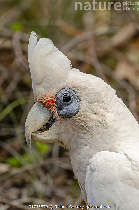 Stock photo of Western corella (Cacatua pastinator) head portrait ...