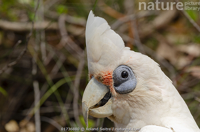 Stock photo of Western corella (Cacatua pastinator) head portrait ...