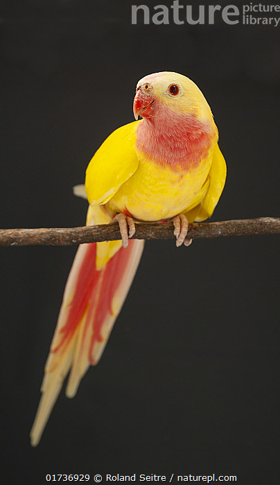Lutino parrot store