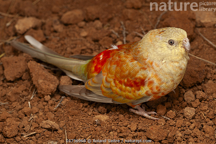 Stock photo of Red-rumped parrot (Psephotus haematonotus) female ...