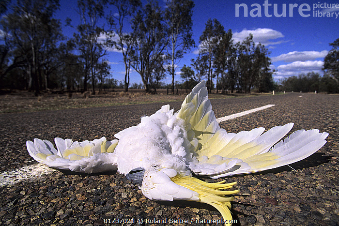 Stock photo of Sulphur-crested cockatoo (Cacatua galerita) lying dead ...