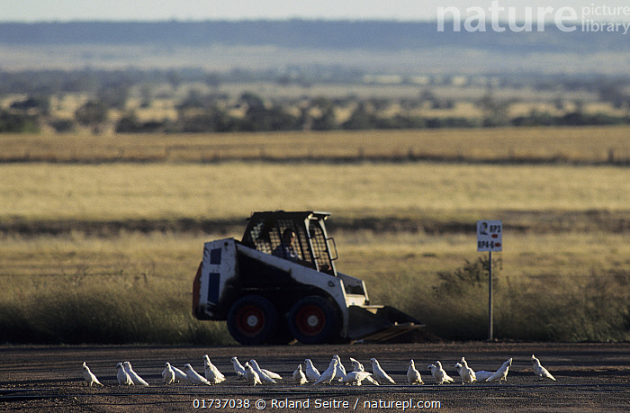 Stock photo of Western corella (Cacatua pastinator derbyi) northern ...