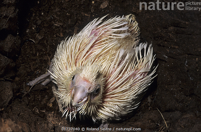 Stock photo of Western corella (Cacatua pastinator derbyi) northern ...