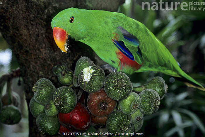 Eclectus Bird Eclectus Parrot Bird Mount For Sale #27806 The