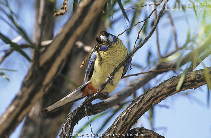 Stock photo of Northern rosella (Platycercus venustus hilli) perched in ...