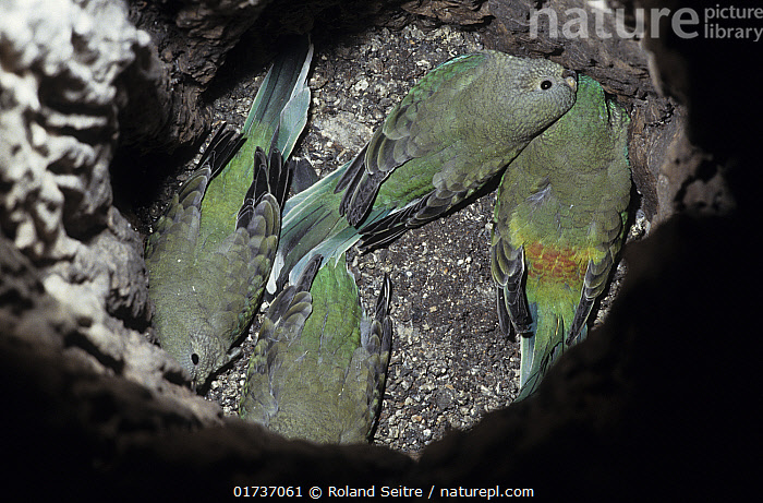 Stock photo of Four Red-rumped parrot (Psephotus haematonotus) chicks ...