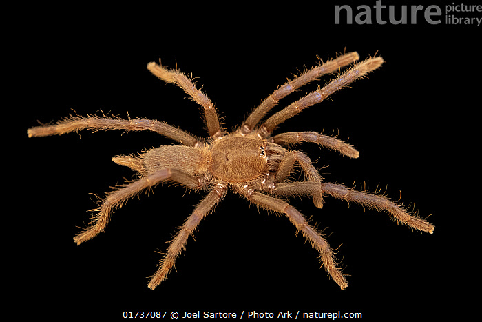 Stock photo of Sarawak blue-legged tarantula (Birupes simoroxigorum ...