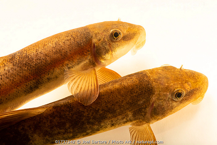 Stock photo of Mountain sucker (Catostomus platyrhynchus) pair, male ...