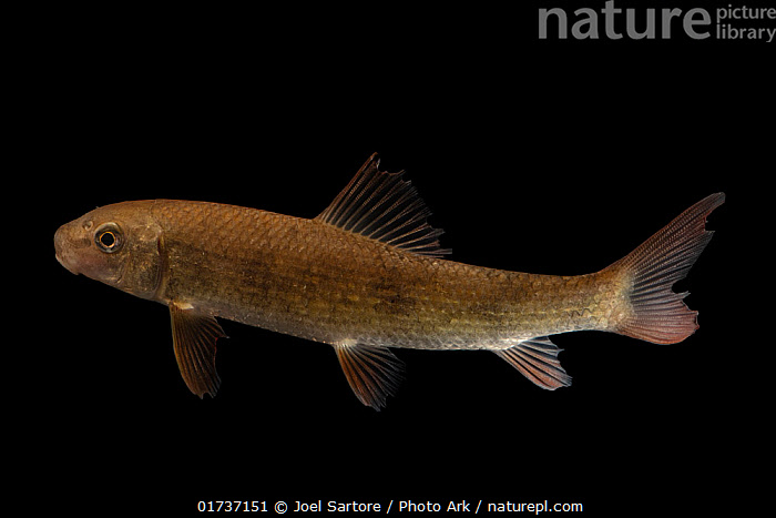 Stock photo of Eastern creek chubsucker (Erimyzon oblongus) portrait ...