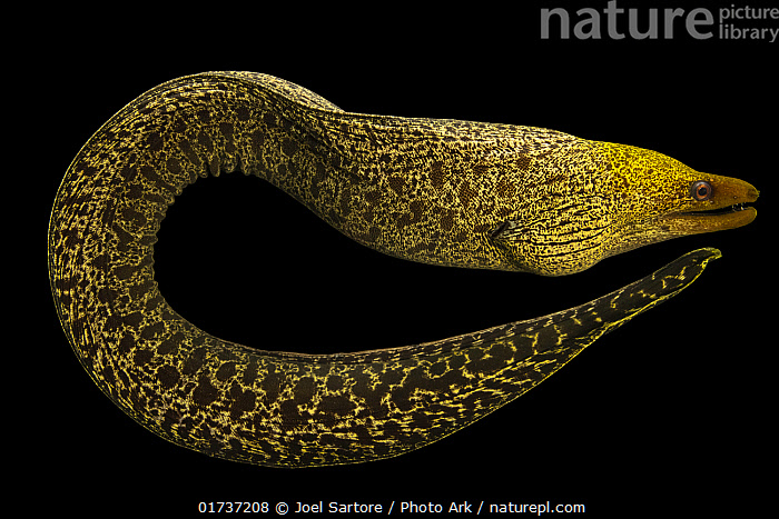 Stock photo of Undulated moray eel (Gymnothorax undulatus) portrait ...