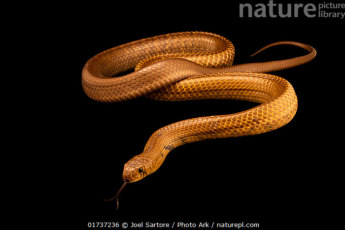 Stock photo of Unicolor cribo (Drymarchon melanurus unicolor) portrait ...