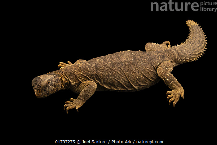Stock photo of Leptien's spiny-tailed lizard (Uromastyx aegyptia ...