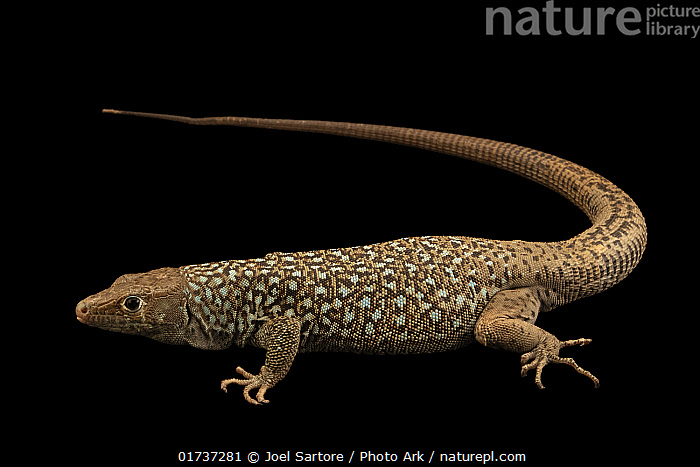 Stock photo of Jayakar's lizard (Omanosaura jayakari) portrait, Arabia ...