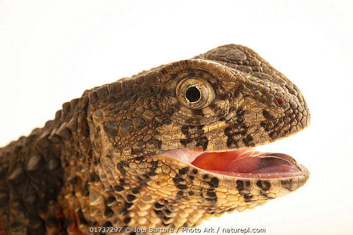 Stock photo of Vietnamese crocodile lizard (Shinisaurus crocodilurus ...