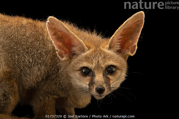 Stock photo of Blanford's fox (Vulpes cana) portrait, Arabia's Wildlife ...