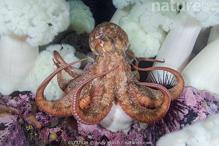 Stock photo of Giant Pacific octopus (Enteroctopus dofleini) resting ...