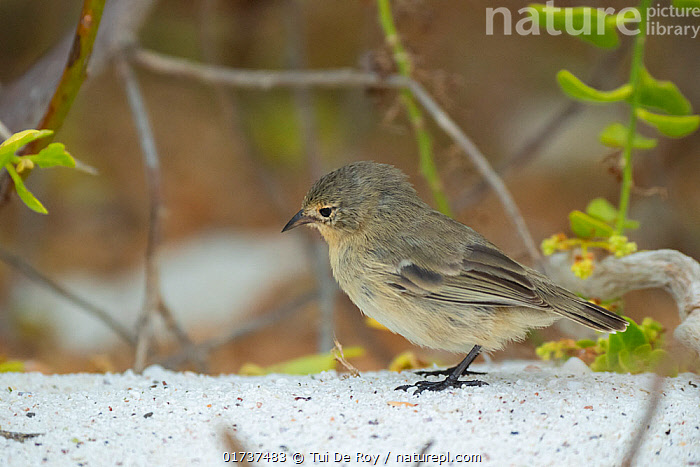 Stock photo of Darwin's grey warbler finch (Certhidea fusca) foraging ...