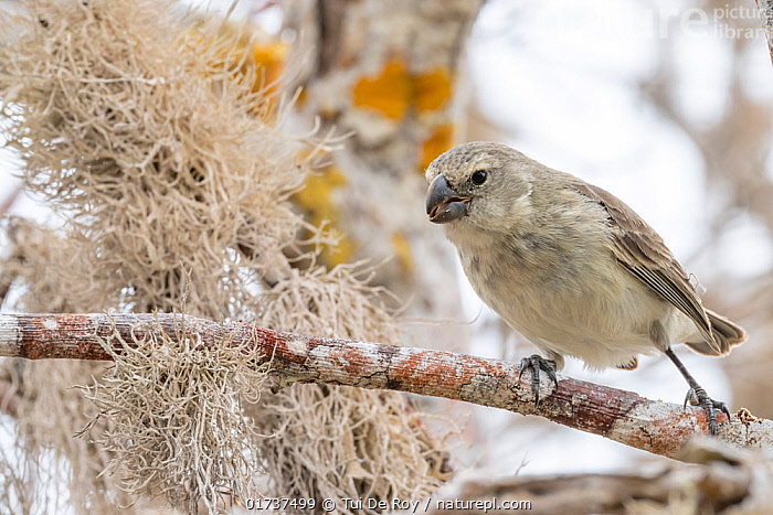 Darwins Finches Tree