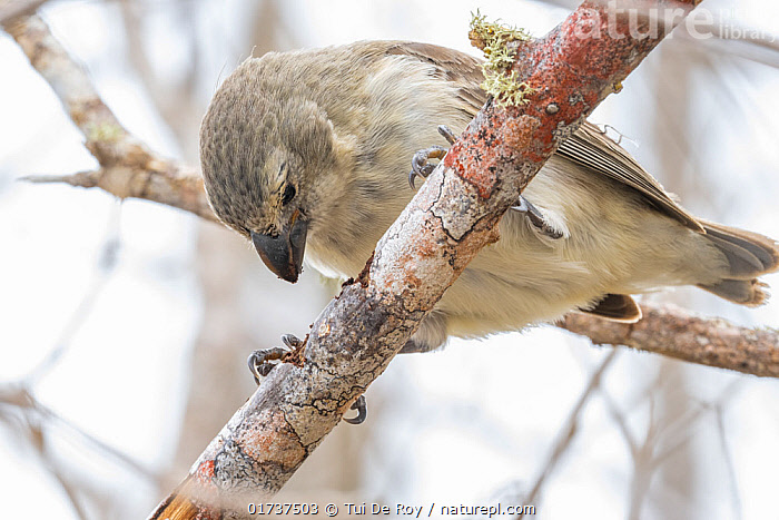 Stock photo of Darwin's large tree finch (Camarhynchus psittacula ...