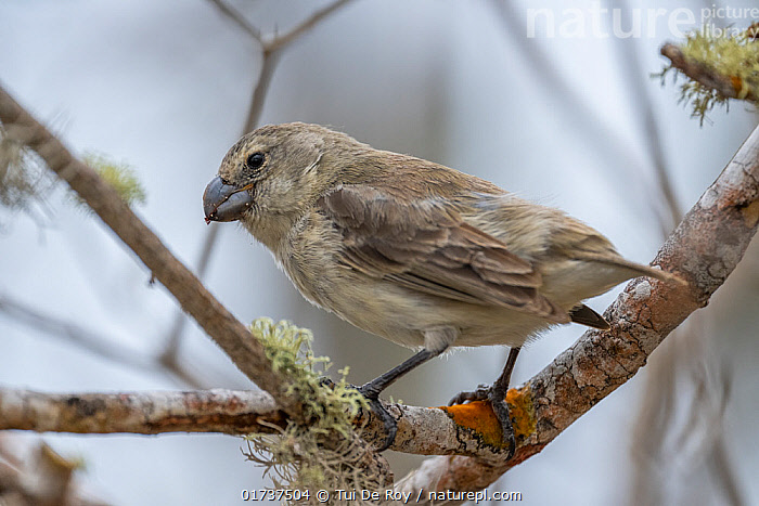 Stock photo of Darwin's large tree finch (Camarhynchus psittacula ...
