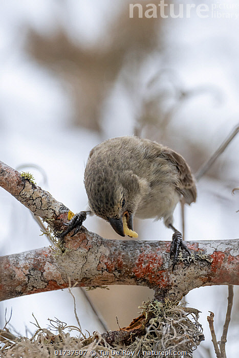 Stock photo of Darwin's large tree finch (Camarhynchus psittacula ...