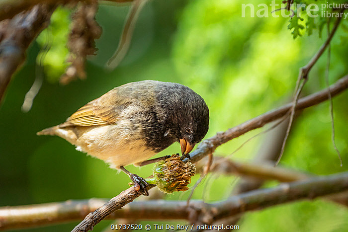 Stock photo of Darwin's small tree finch (Camarhynchus parvulus) male ...