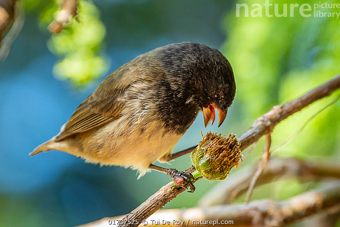 Darwins Finches Tree