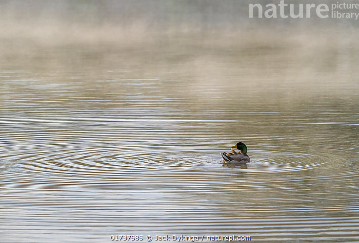 Stock photo of Mallard duck (Anas platyrhynchos) male, on water ...