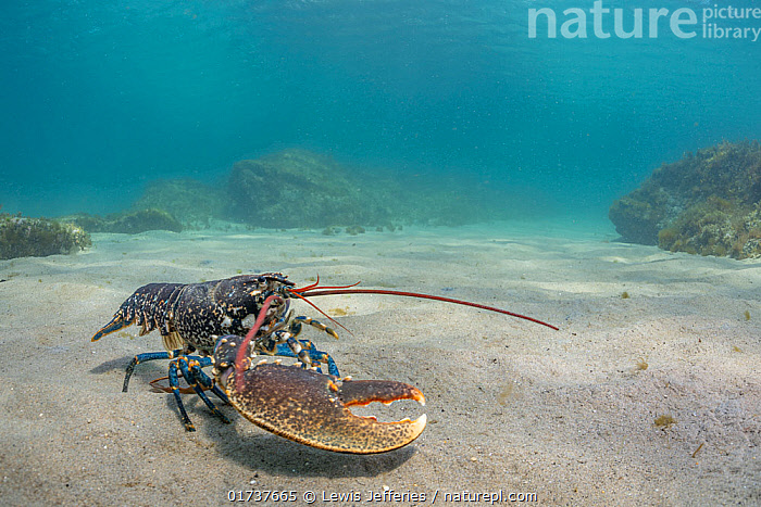 Stock photo of European lobster (Homarus Gammarus) with missing left ...