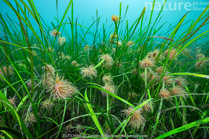 Stock photo of Common eel grass (Zostera marina) with juvenile ...