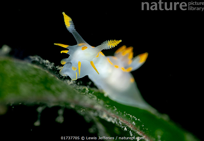 Stock photo of Four-striped polycera (Polycera quadrilineata) feeding ...
