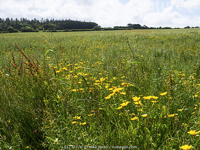 Stock photo of Corn marigold (Chrysanthemum segetum) growing amongst ...