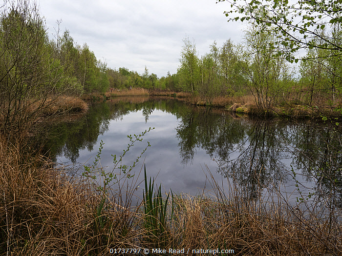 Stock photo of Pond in boggy wetland surrounded by Cattails (Typha ...