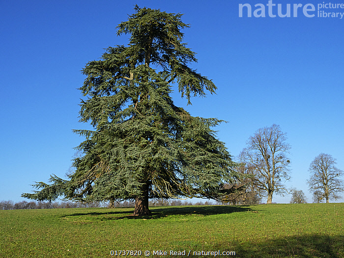 Stock photo of Cedar of Lebanon (Cedrus libani) tree on open grassland, Witchampton…. Available ...