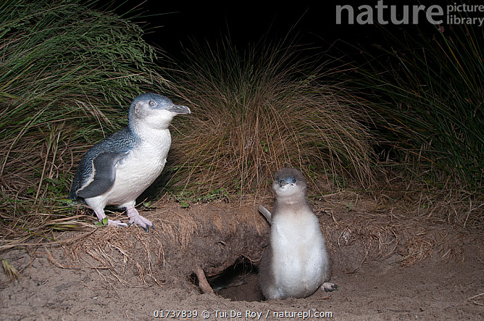 Stock photo of Fairy penguin (Eudyptula minor) with large chick at ...