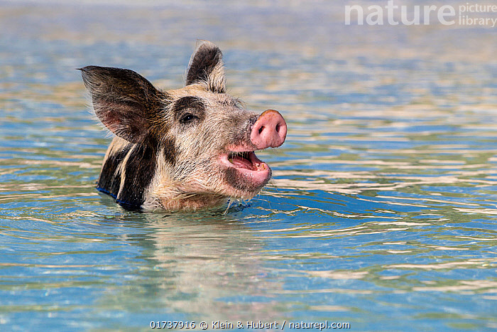 Stock photo of Piglet (Sus scrofa domesticus) standing in the sea with ...