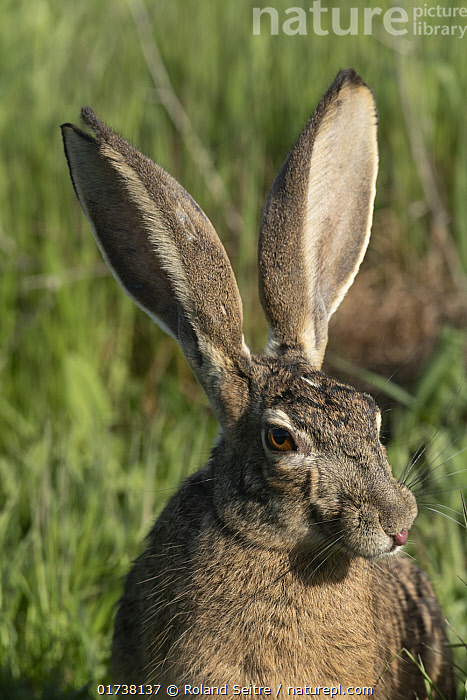 Stock photo of Black-tailed jack rabbit (Lepus californicus) portrait ...